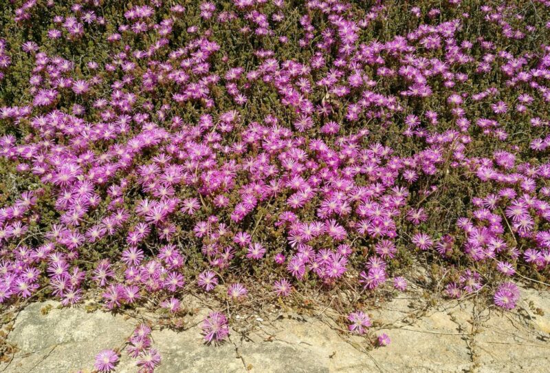 Pendulin-Drosanthemum Floribundum-Mesembryanthemun Floribundum – Para ...