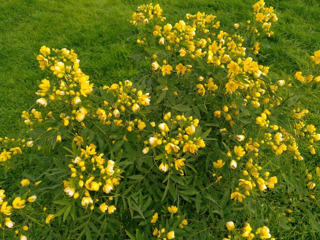 Senna Floribunda-Cassia Floribunda – Para Mi Jardín
